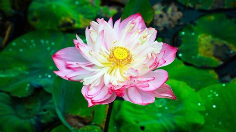 Lotus Flower Hd Wallpapers Top Free Lotus Flower Hd Backgrounds