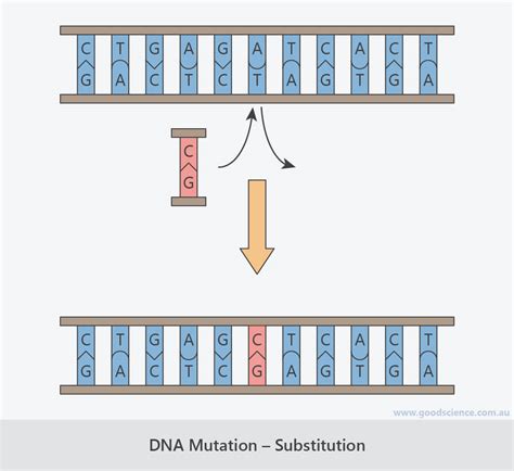 What Type Of Mutation Is A Substitution Mutation At Roy Wall Blog