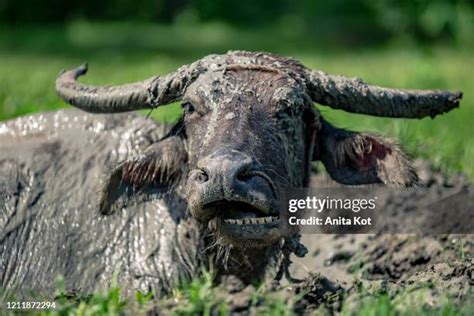 Ox Vs Cow Photos And Premium High Res Pictures Getty Images