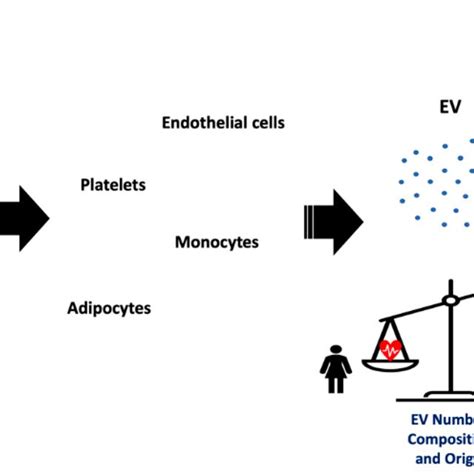 Ev Involvement In Metabolic Syndrome And Sex In Comorbidities Download Scientific Diagram