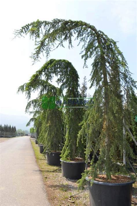 Deodar Cedar Himalayan Cedar Pendula Cedrus Deodora Pendula