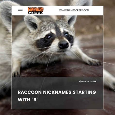 440 Raccoon Names The Ultimate Guide Ai Generator
