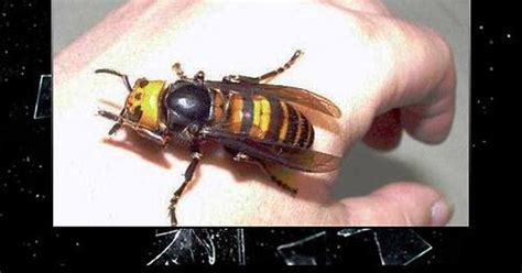 Why Do Things Like This Exist Imgur