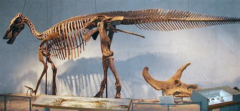 Dinosaur Bones Broward College Science And Wellness Central Campus