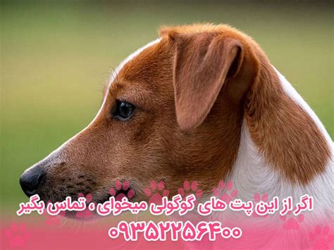 سگ جک راسل تریر Jack Russell Terrier سایت پامرانین