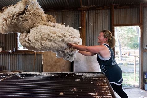 Gilgandras Champion Wool Classer