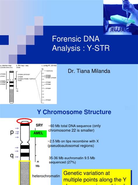 6 Forensic Dna Analysis Y Str Microsatellite Single Nucleotide Polymorphism