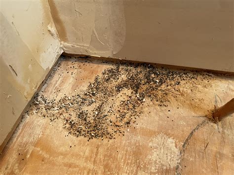 Termite Frass Rtermites