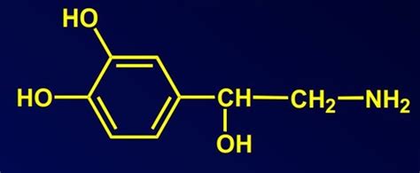Phrm 825 Lecture 5 Flashcards Quizlet
