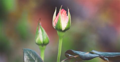 꽃봉오리는 왜 밤이 되거나 비가 올 때 닫힐까
