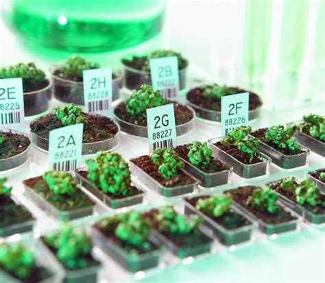 Genomic Technologies In Agriculture Unveiling Plant Genetic Mysteries