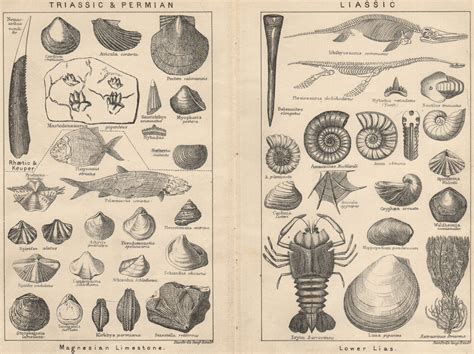 British Fossils Triassic And Permian Liassic Stanford 1913 Old Antique British Fossils Triassic And Permian Liassic Stanford 1913 Old Antique