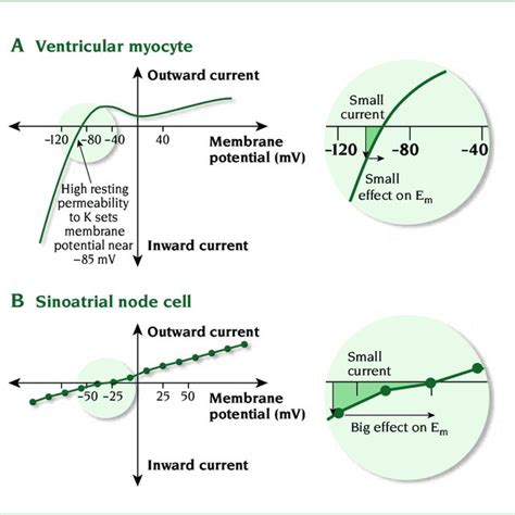 Illustration Of The Differences In Current Voltage I V Relationships Download Scientific