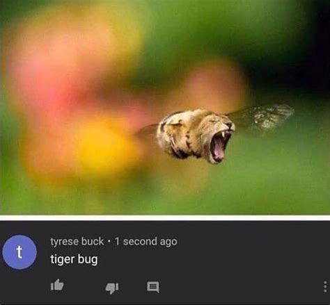 Thanks I Hate Tiger Bug Rtihi