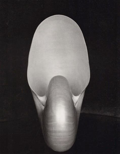 Edward Weston Shell 1927 Auction