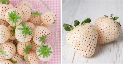 White Strawberries All You Need To Know