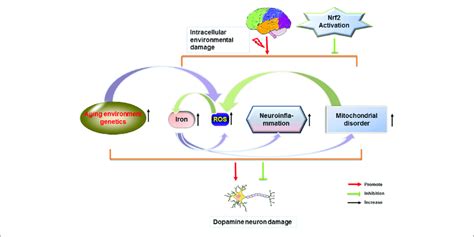 Nrf Attenuates PD By Modulating Different Factors Dopamine Neurons Download Scientific
