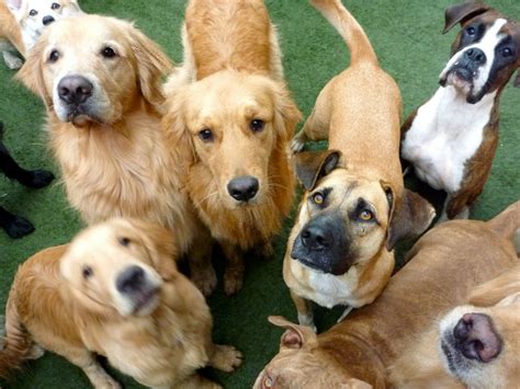 Cinco Razas De Perros Para Cinco Tipos De Personas Mascotadictos