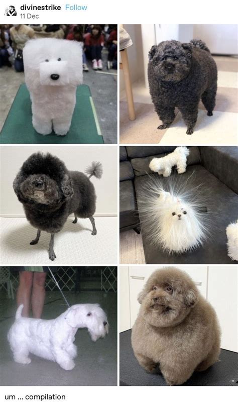 Weird Ass Cats