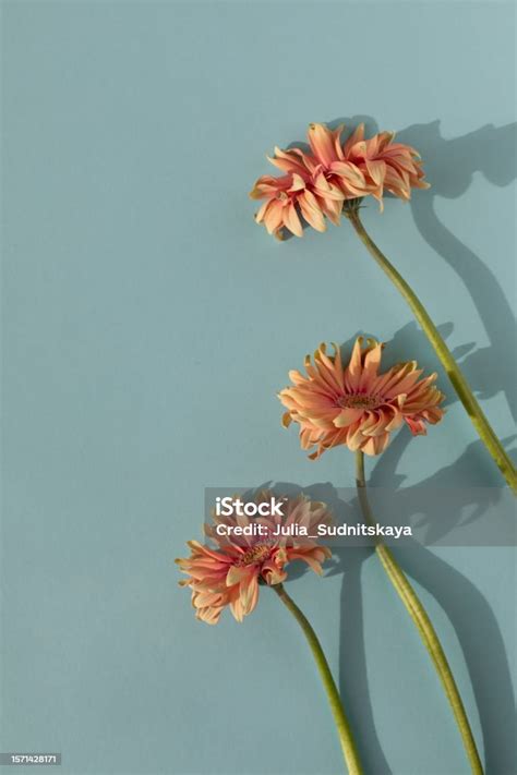 아름다운 산호 거베라 꽃은 푸른 청록색 배경에 미적 햇빛 그림자를 가지고 있다 꽃 미니멀리즘 구성 가을에 대한 스톡 사진 및 기타 이미지 Istock