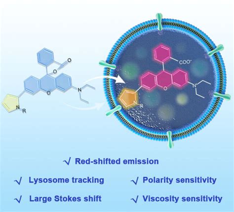 Fluorogenic Rhodamine Probes With Pyrrole Substitution Enables Sted And