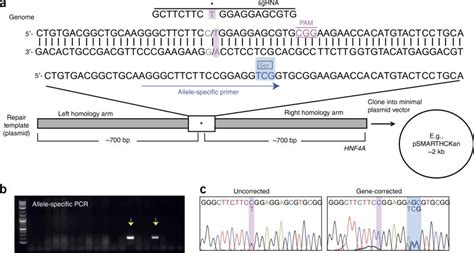 Simultaneous Reprogramming And Gene Editing Of Human Fibroblasts Pmc