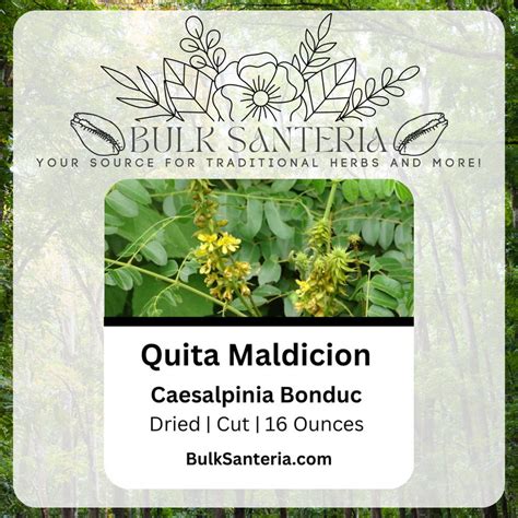 Quita Maldicion Caesalpinia Bonduc Dried Herb Bulk 16 Ounces Santeria