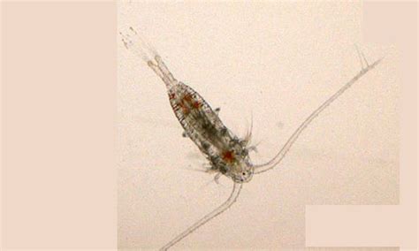 Calanus Helgolandicus Marine Biodiversity Portal Of Bangladesh