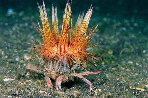 Most Fabulous Crab In The Ocean Decorator Crab