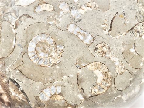 Hand Polished Ammonite Multi Buyafossil