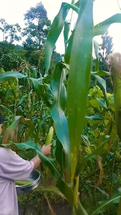 🌽 Corn Youtube