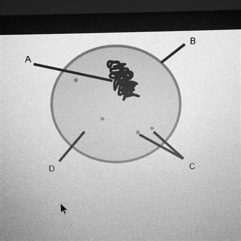 Solved Using The Drop Down Menus Identify The Structures Common To