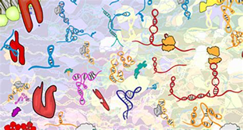 Sequencing Uncovers The Principles Behind Rna Folding Rna Seq Blog