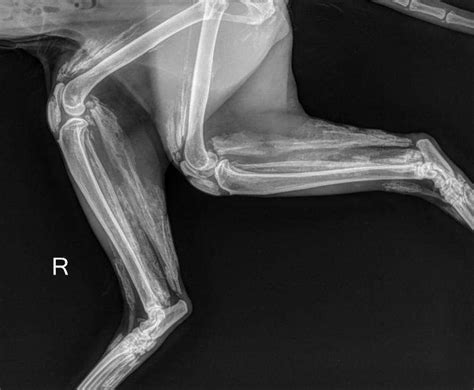 Feline Soft Tissue Mineralization