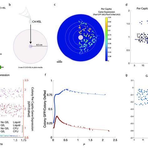 Perturbation With Quorum Signals Reveals A Spatially Linked Expression Download Scientific