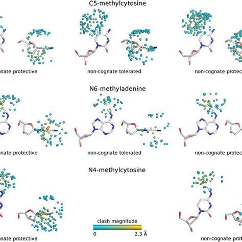Spatial Distribution Of Atoms Potentially Clashing With The Methyl Download Scientific Diagram