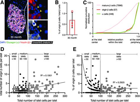 Rgin B Cells Persist In 30 Month Old Geriatric Mouse Islets At Their