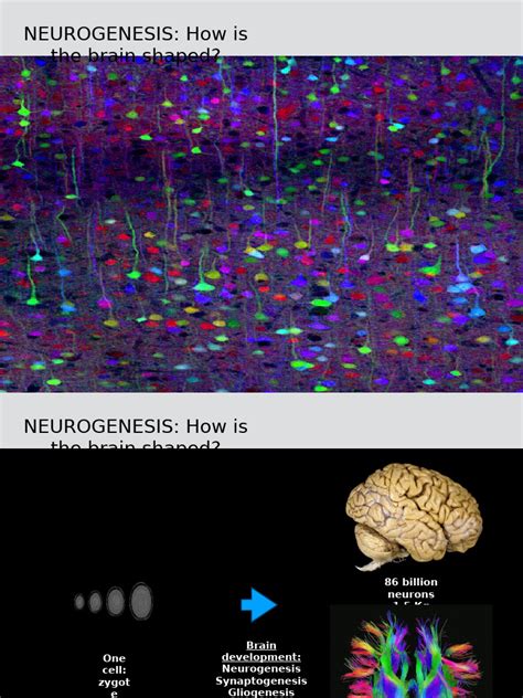 Psp Lesson Ii Neurogenesis Pdf Cerebral Cortex Neurogenesis