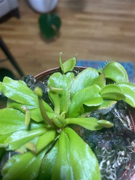 Does My Vft Have Spider Mites Rplantclinic