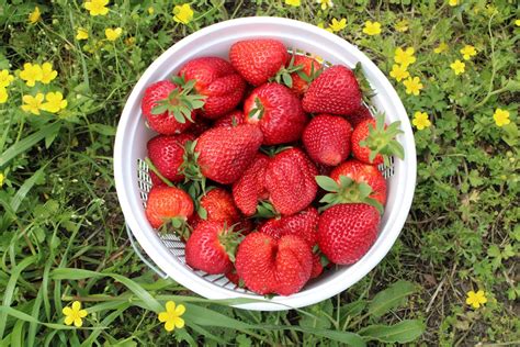 건강한 식생활 과일 과즙이 많은 날 것 노란 꽃 농업 농작물 농촌의 달콤한 디저트 딸기 딸기 식물 바구니 봄 비타민 C 빨간 선명한 수확