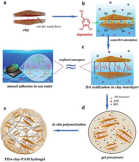 Polydopamine‐enabled Biomimetic Surface Engineering Of Materials New Insights And Promising