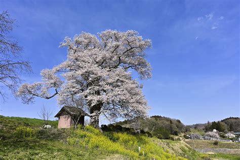 SAKURA その GANREF