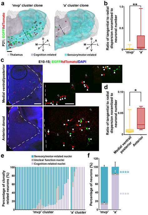 Distinct Spatial Configuration And Functionality Of The Clonal Clusters