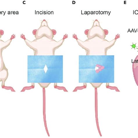 Outline Of In Utero Icv Injection At E13 5 A F The Schematic Shows Download Scientific