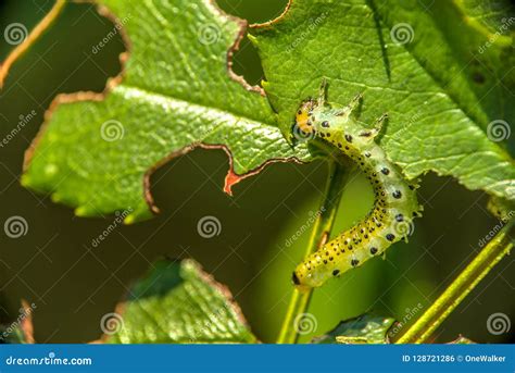 Macro View Of One Caterpillar Eating Green Leaf In The Garden B Stock