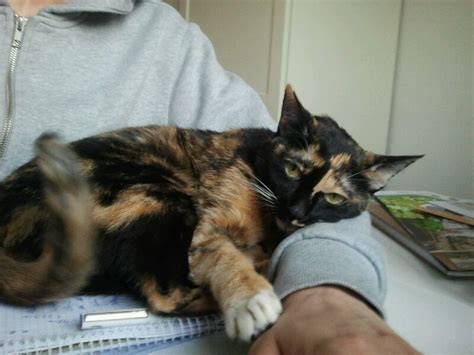 Lazy Calico Cat Enjoying A Petting Session