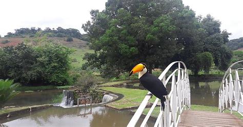 Long Birb Is Long Album On Imgur