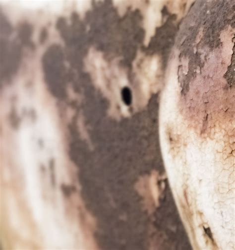 The Importance Of Rust Repair Melbourne Rust Repair