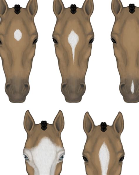 Odd Horse Face Markings Filearabheadshotalpha Wikimedia Commons