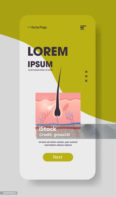 모낭 구조 인간의 내부 장기 해부학 생물학 의료 개념 신체 시스템 스마트 폰 화면 모바일 앱 수직 복사 공간 평면 벡터 일러스트 피부과학에 대한 스톡 벡터 아트 및 기타